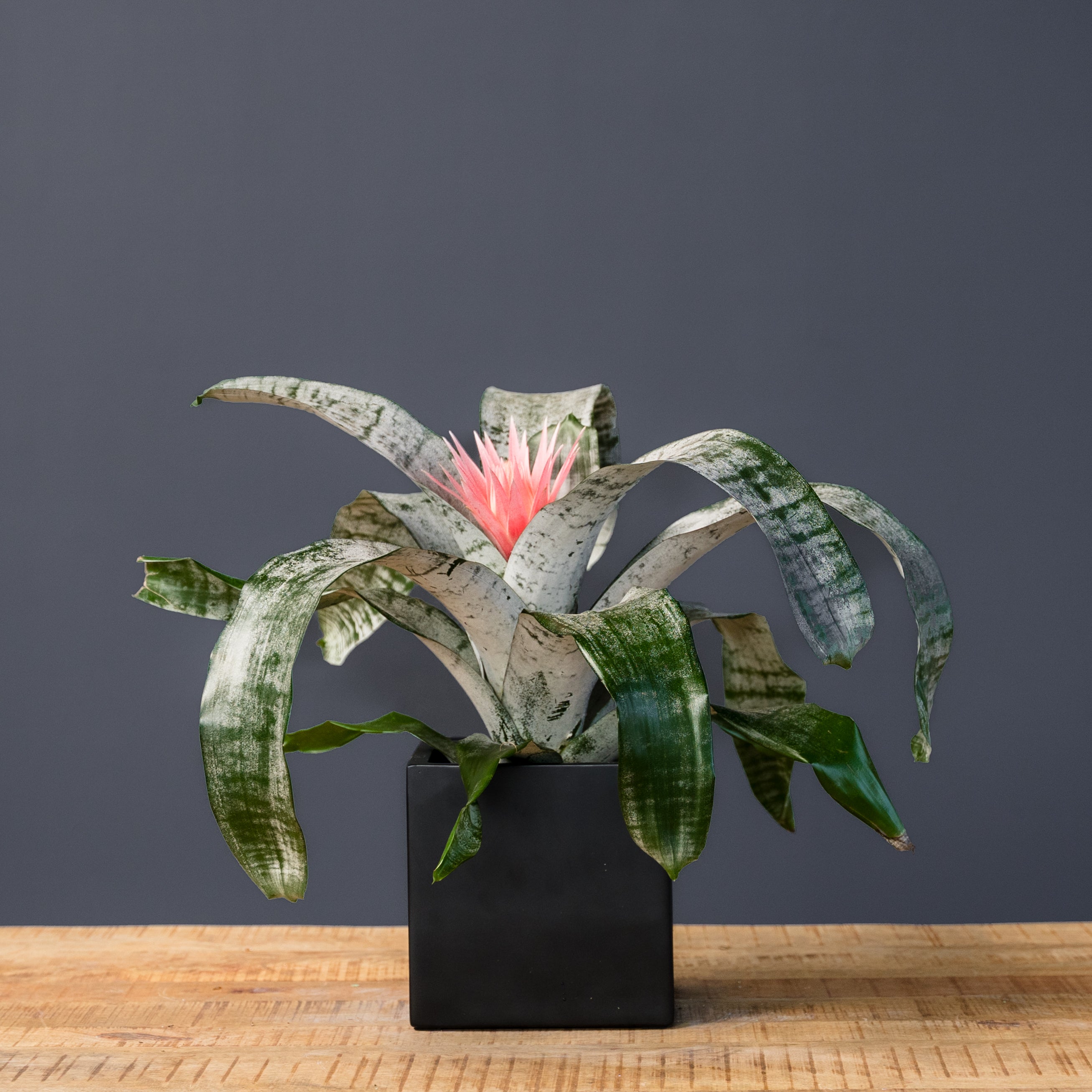 Bromeliad (Aechmea Faciata) – Rolling Greens