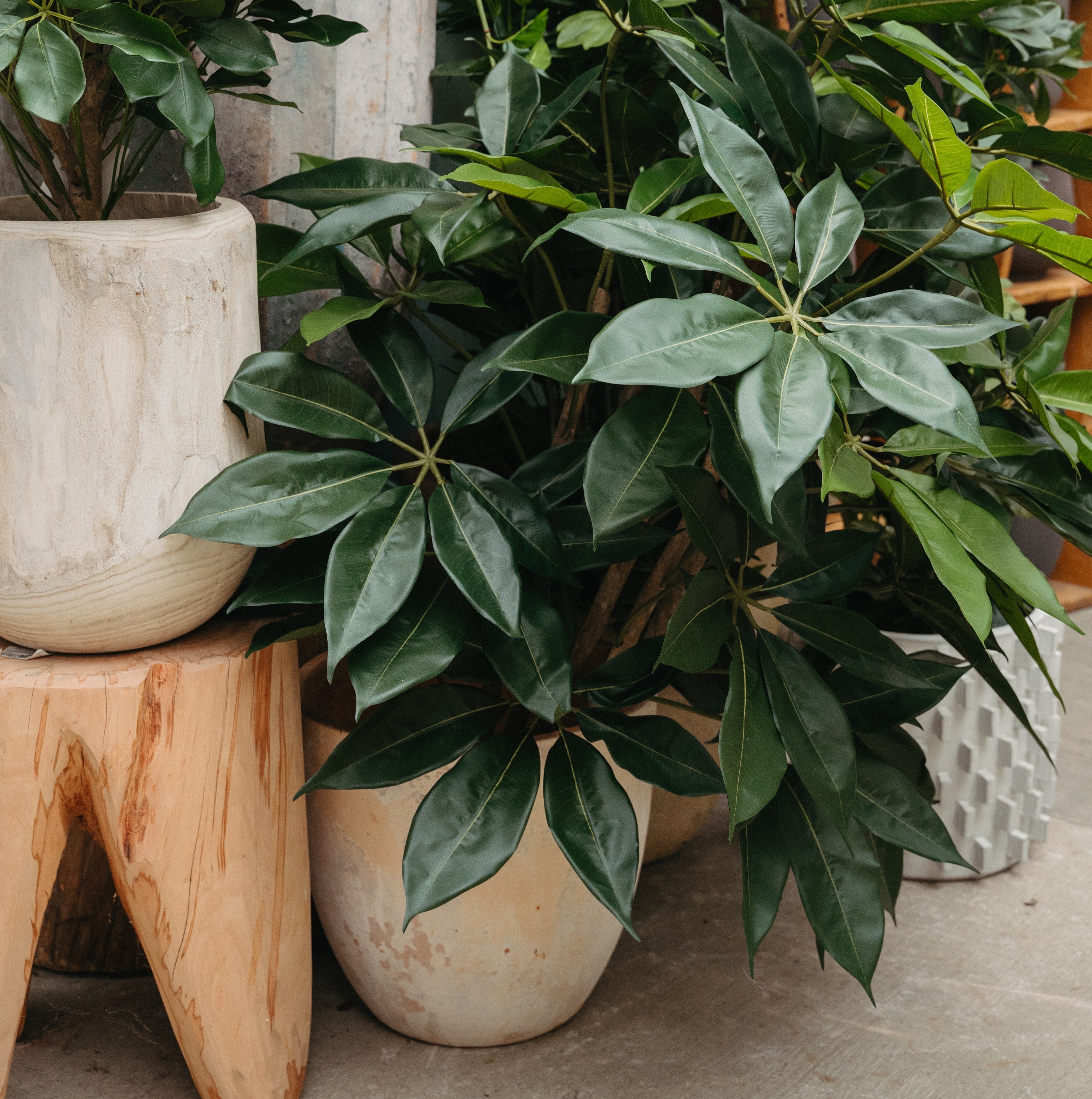 Faux – Page 3 – Rolling Greens