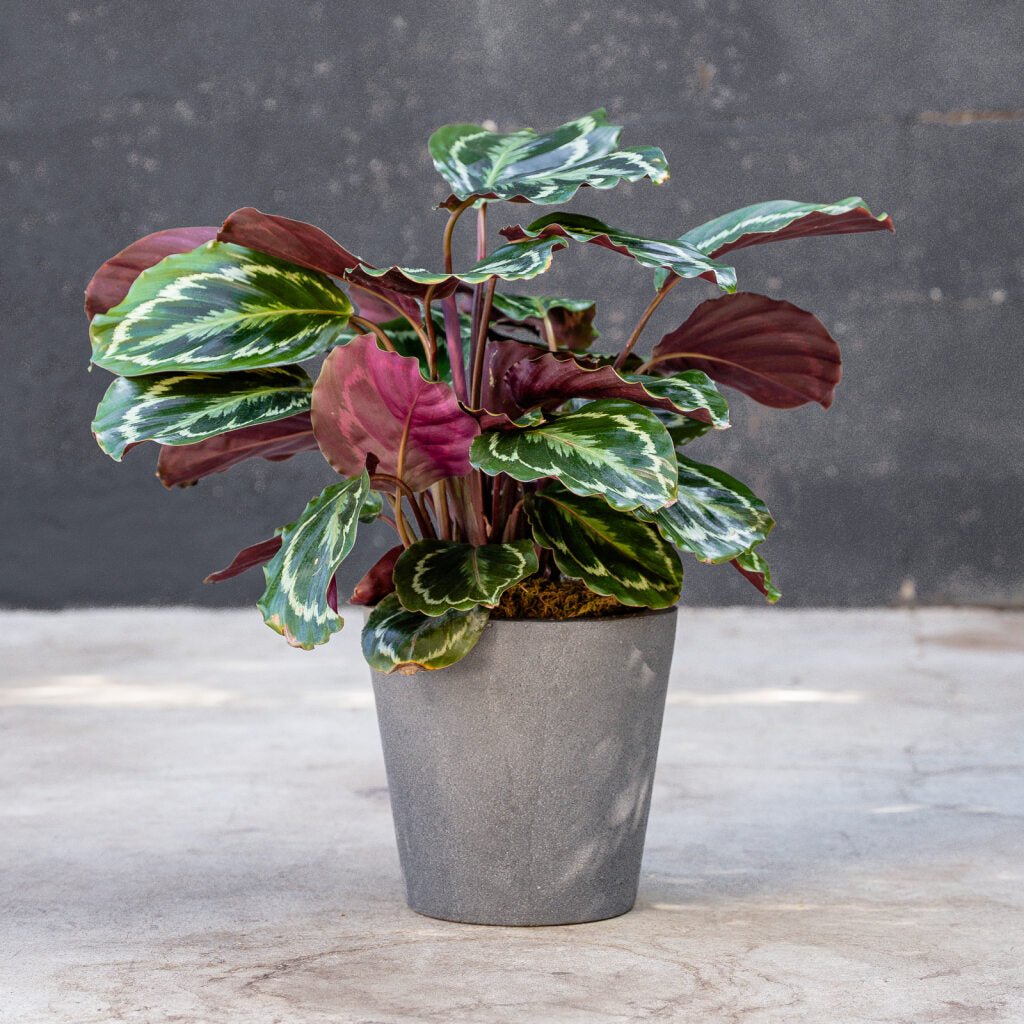 Calathea Medallion (Calathea veitchiana) – Rolling Greens
