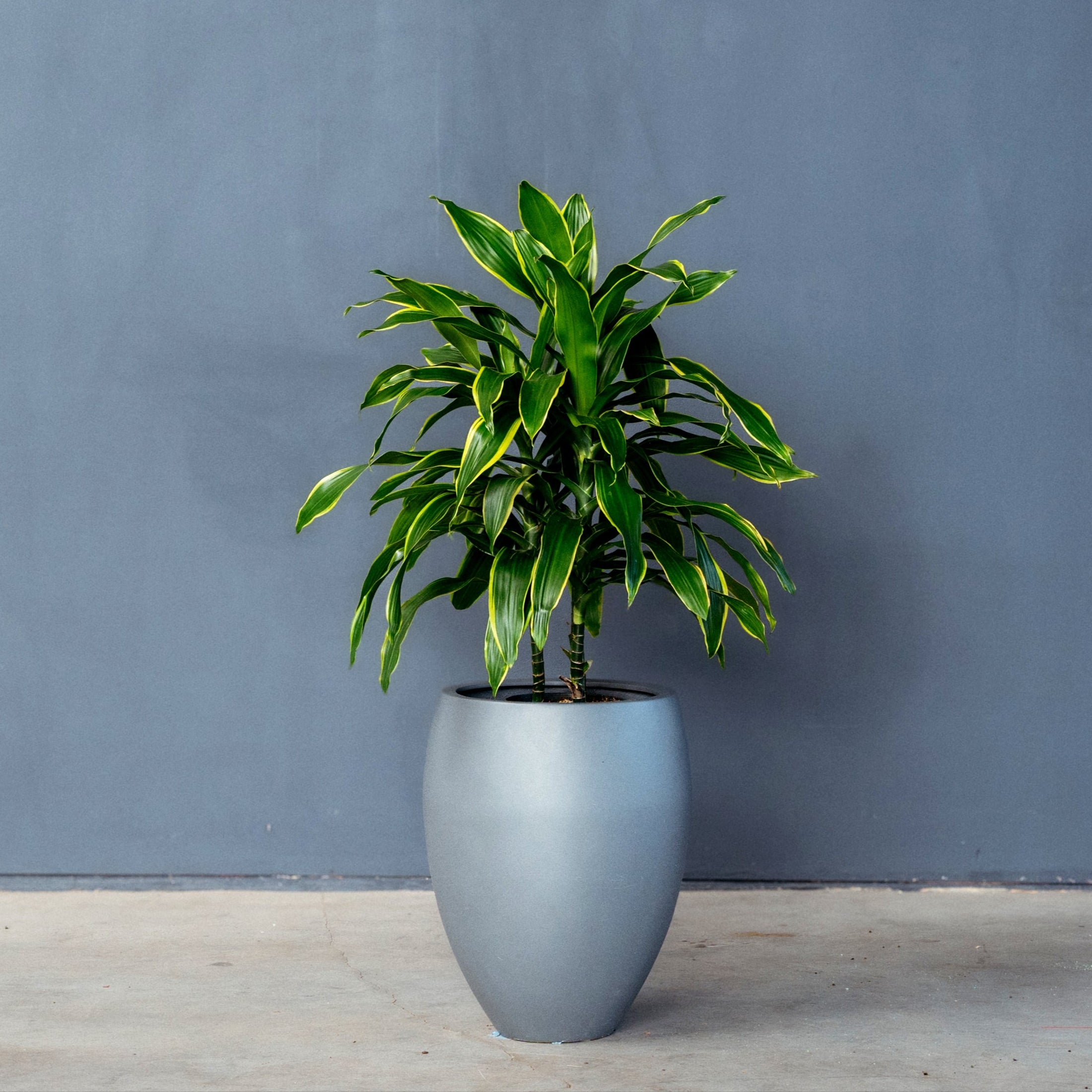 Dragon Tree (Dracaena Fragrans 'Pele') – Rolling Greens