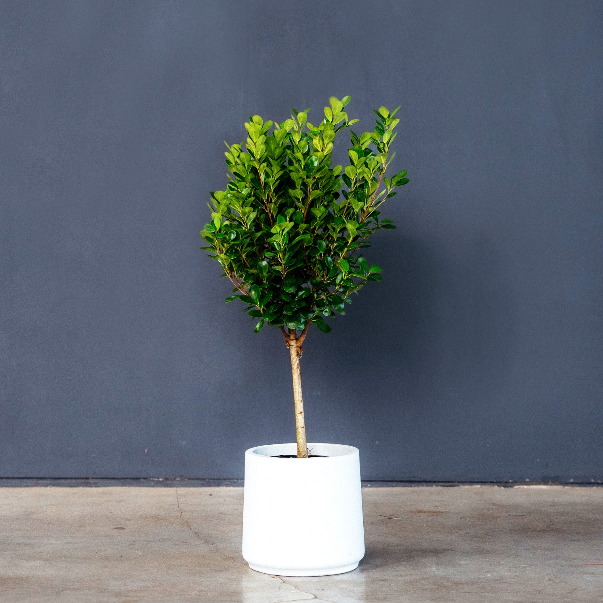 Ficus Moclame Tree (Ficus microcarpa) – Rolling Greens