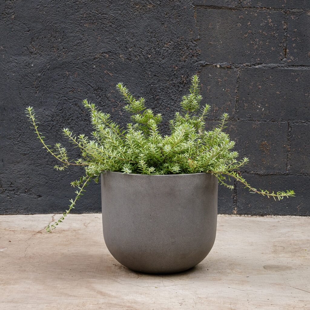 Westringia 'Mundi' (Westringia Fruticosa - Coastal Rosemary) – Rolling ...
