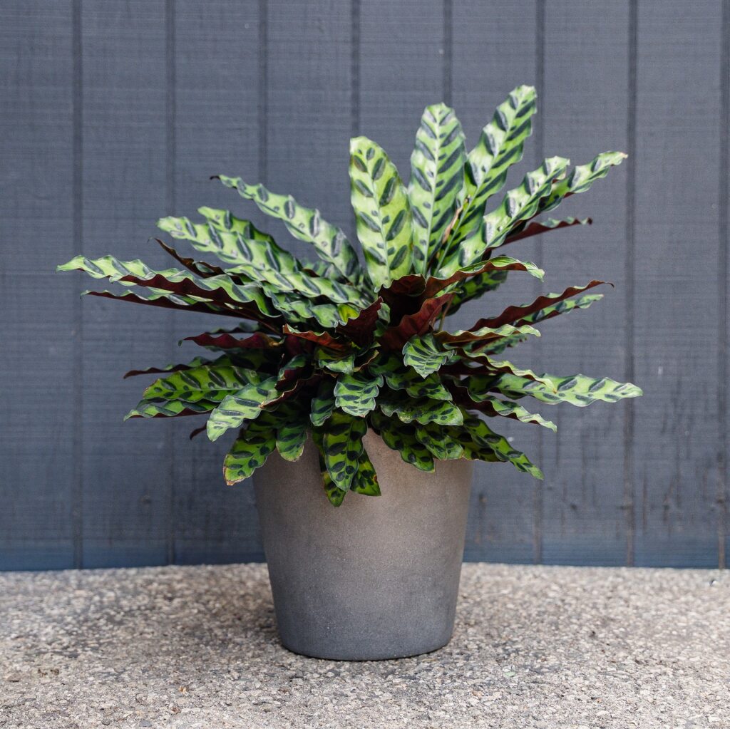 Calathea Rattlesnake Plant (Calathea lancifolia) – Rolling Greens