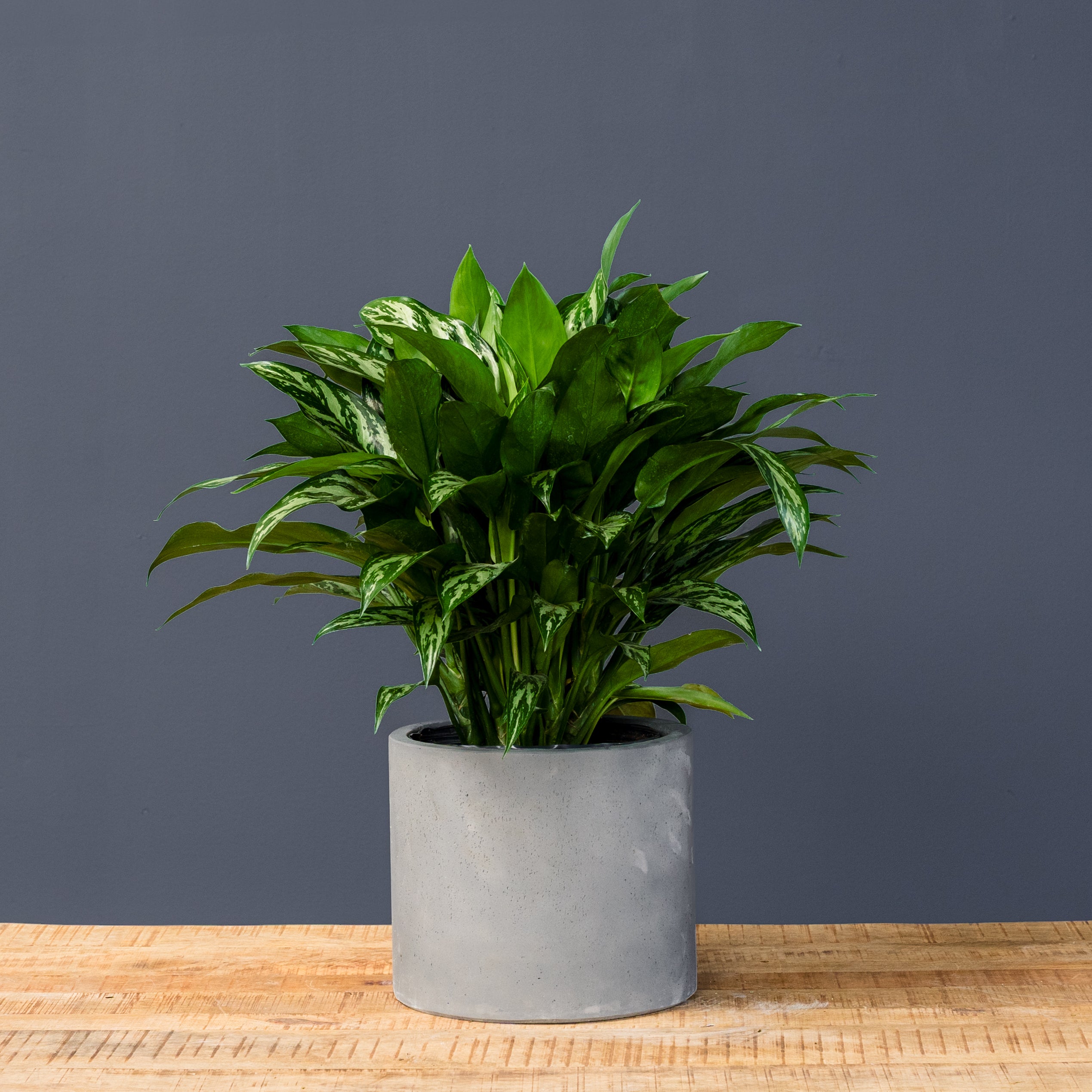 Chinese Evergreen (Aglaonema 'Tigress') – Rolling Greens
