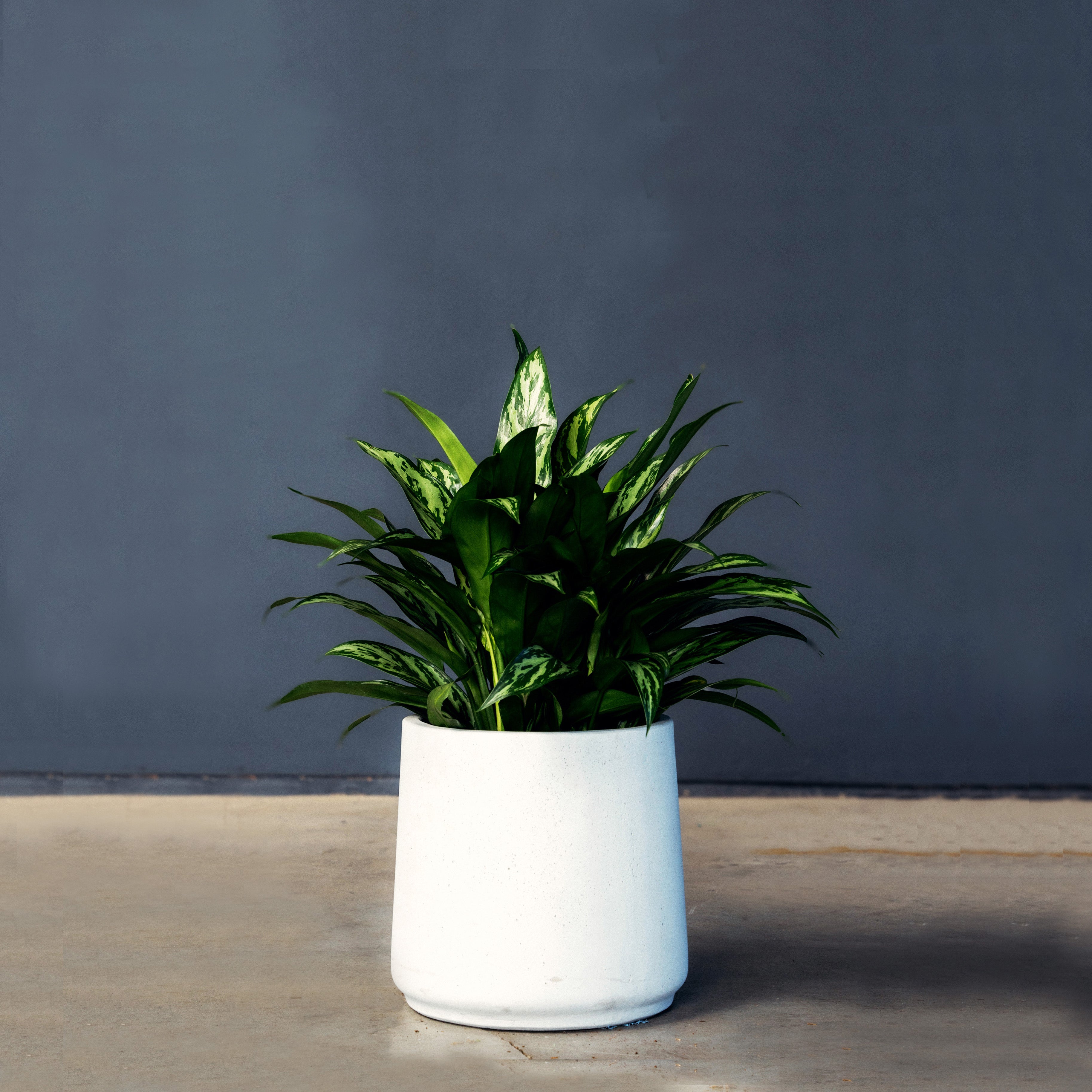 Chinese Evergreen (Aglaonema 'Tigress') 8 in – Rolling Greens
