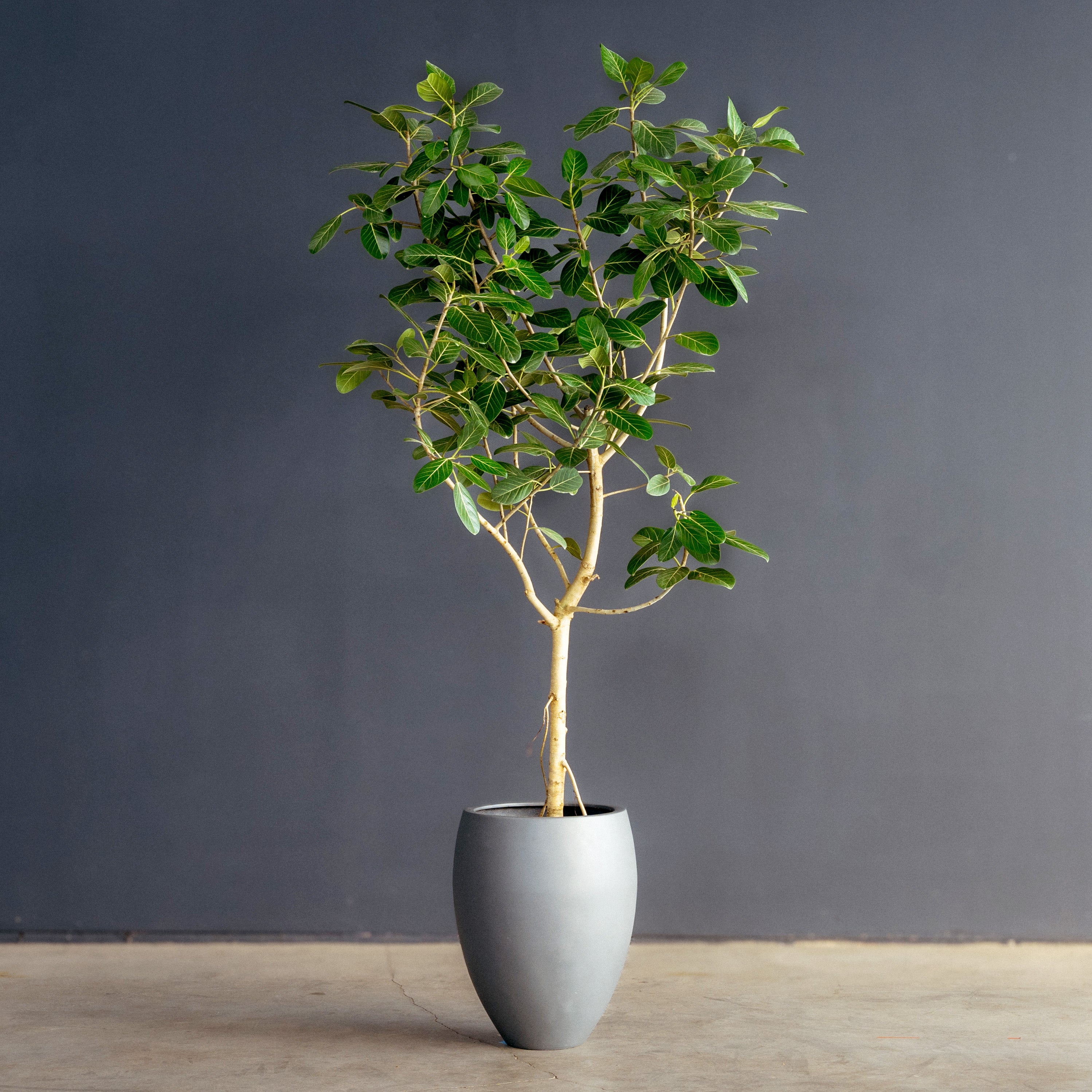 Ficus Audrey (Ficus benghalensis) – Rolling Greens