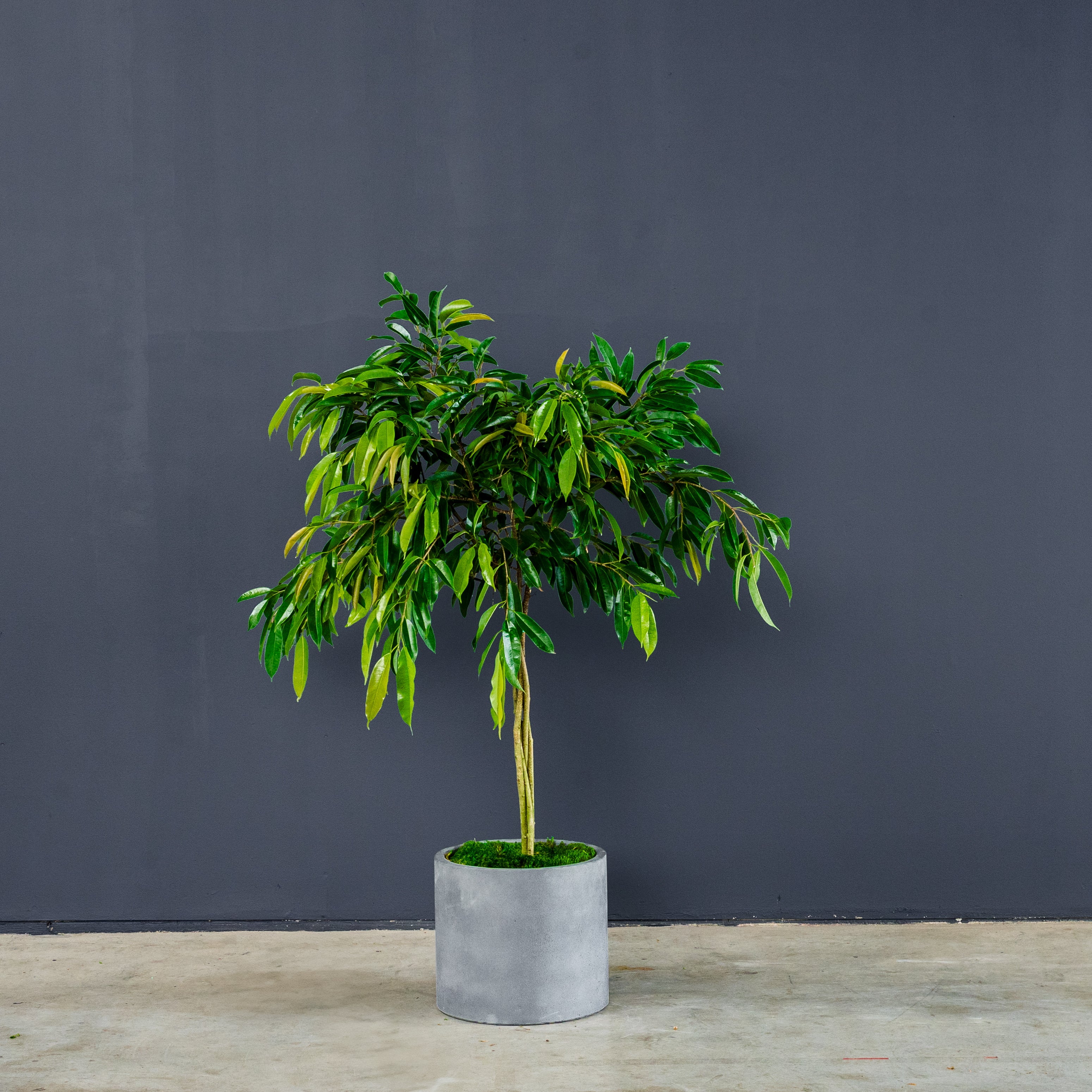 Ficus Amstel King Braided (Ficus maclellandii 'Amstel King') – Rolling ...