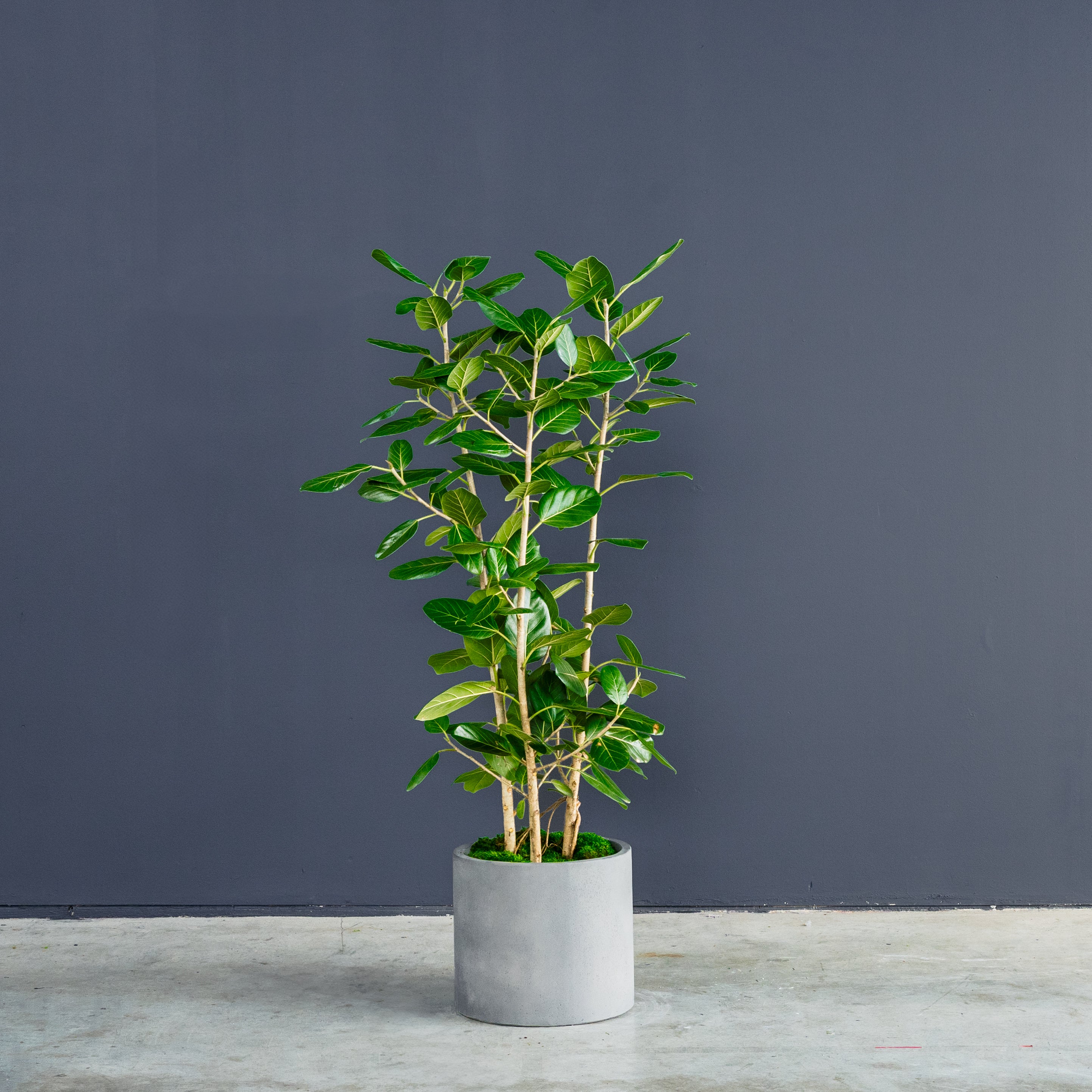 Ficus Audrey Column (Ficus benghalensis) – Rolling Greens