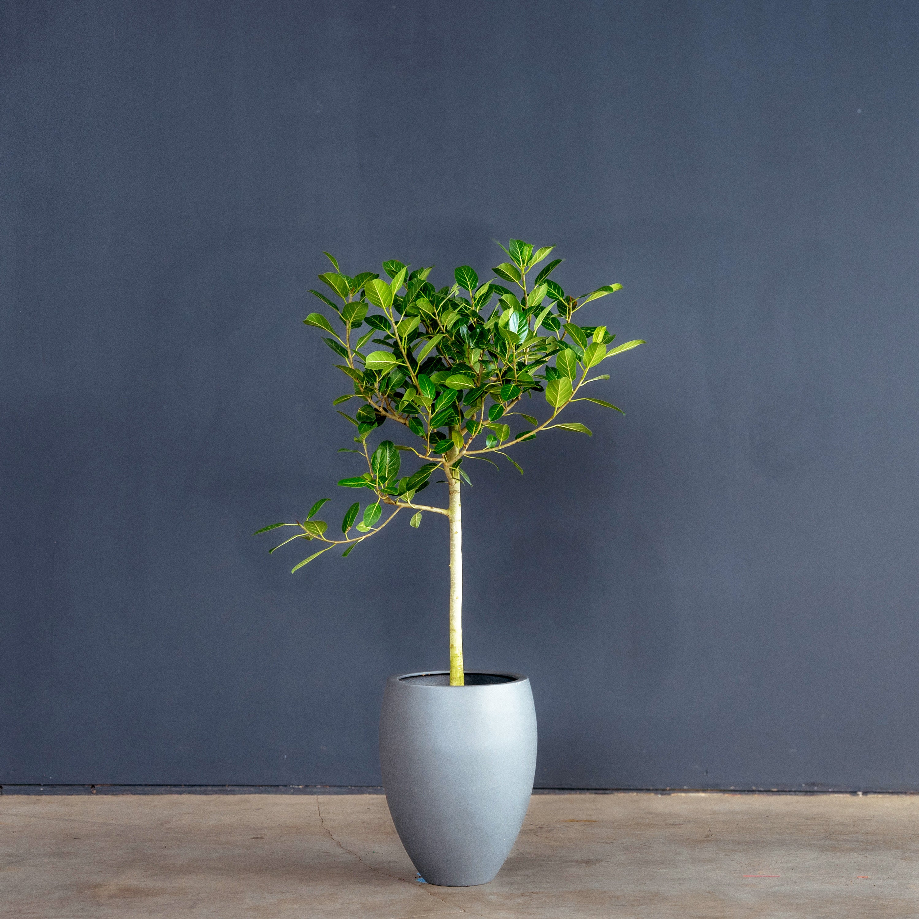 Ficus Audrey Tree Standard (Ficus benghalensis) – Rolling Greens