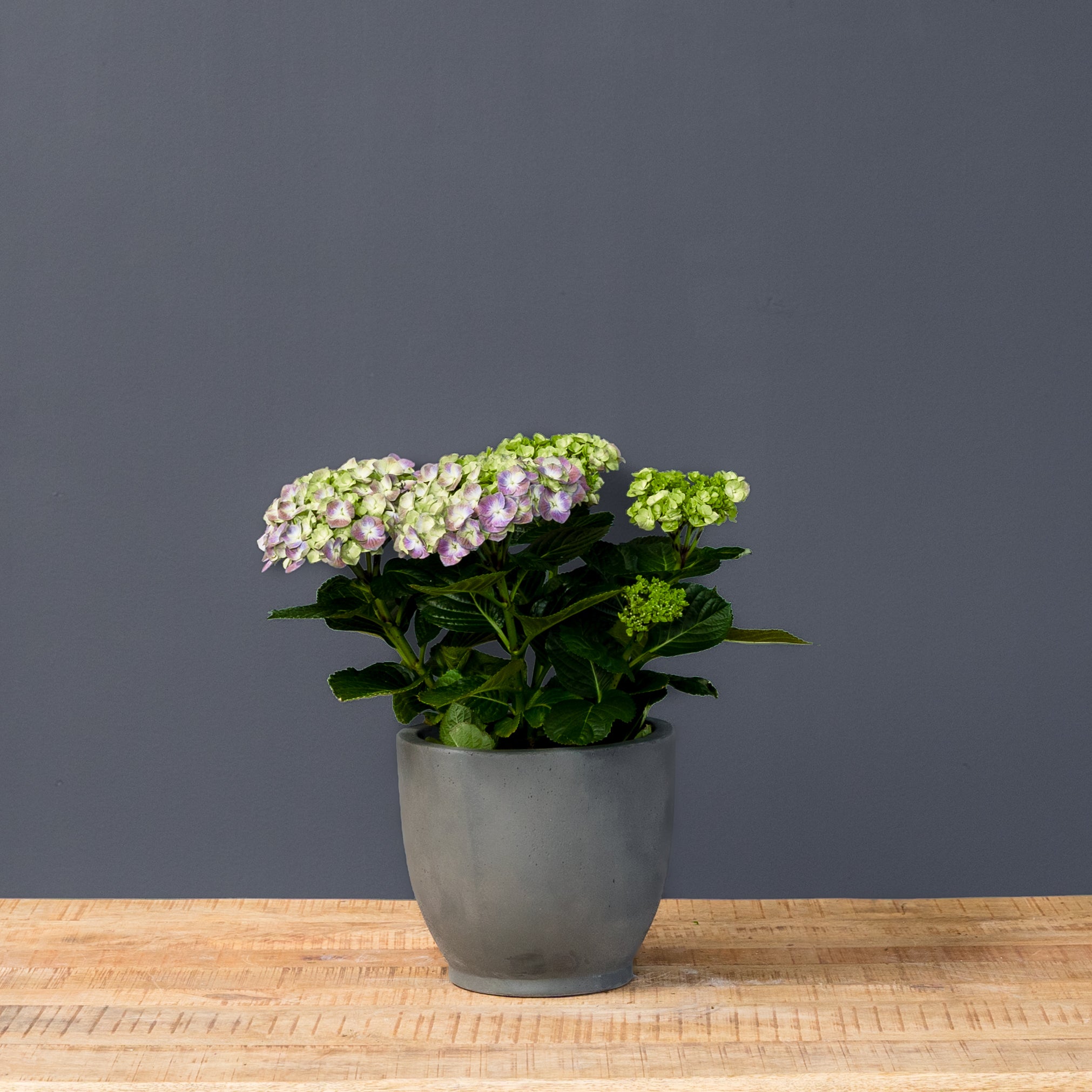 Hydrangea (Hydrangea macrophylla) 6 in – Rolling Greens