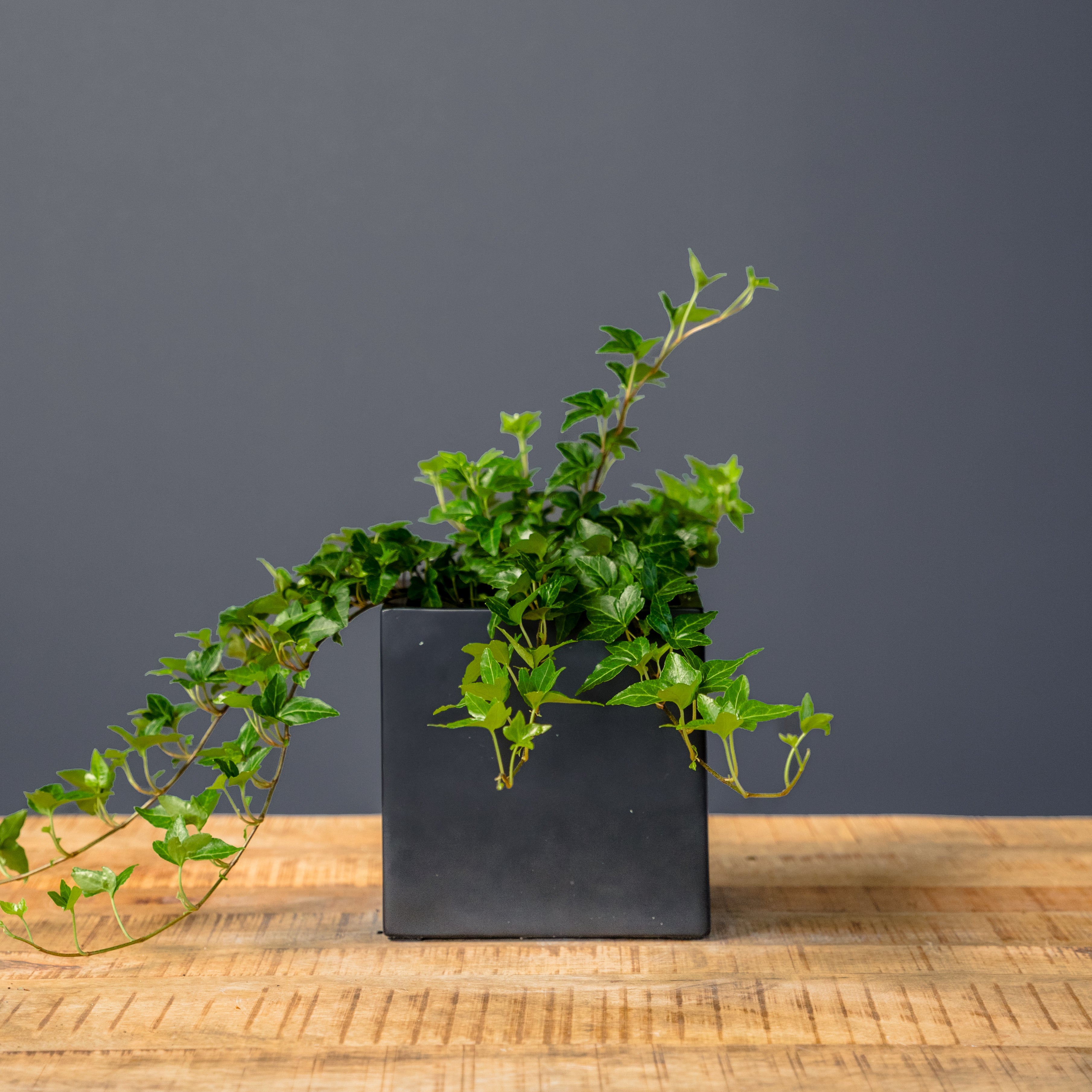 Ivy Shamrock (Hedera helix) – Rolling Greens
