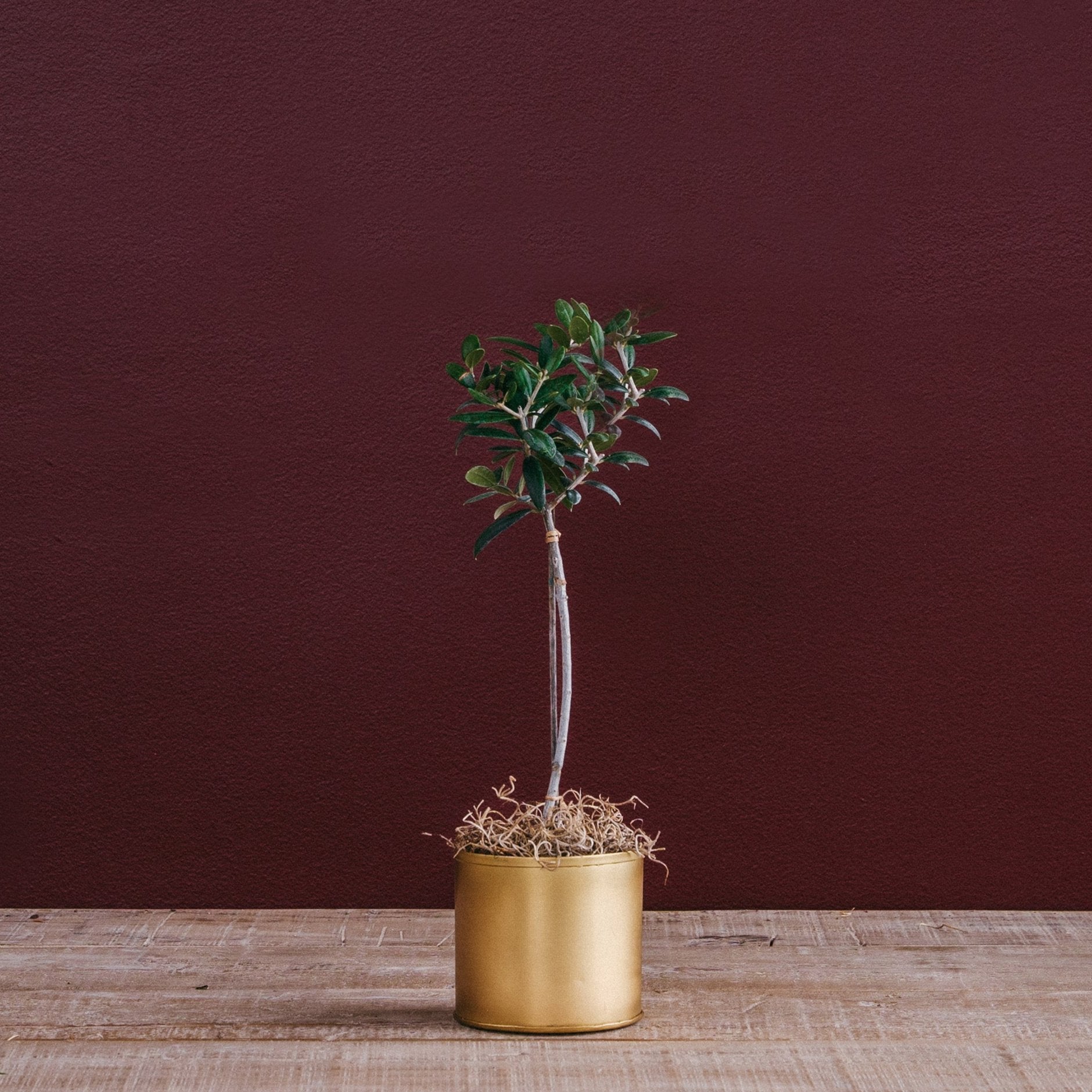 Mini Olive Topiary in Brushed Gold – Rolling Greens