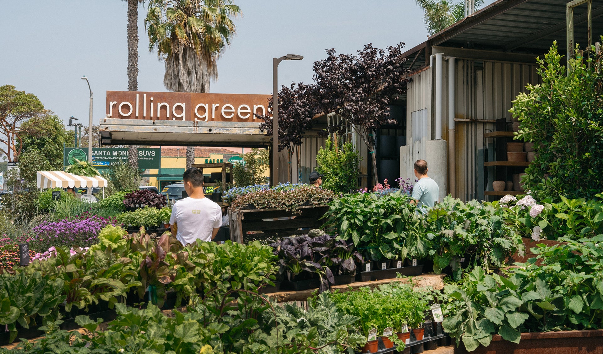 Rolling Greens – Rolling Greens