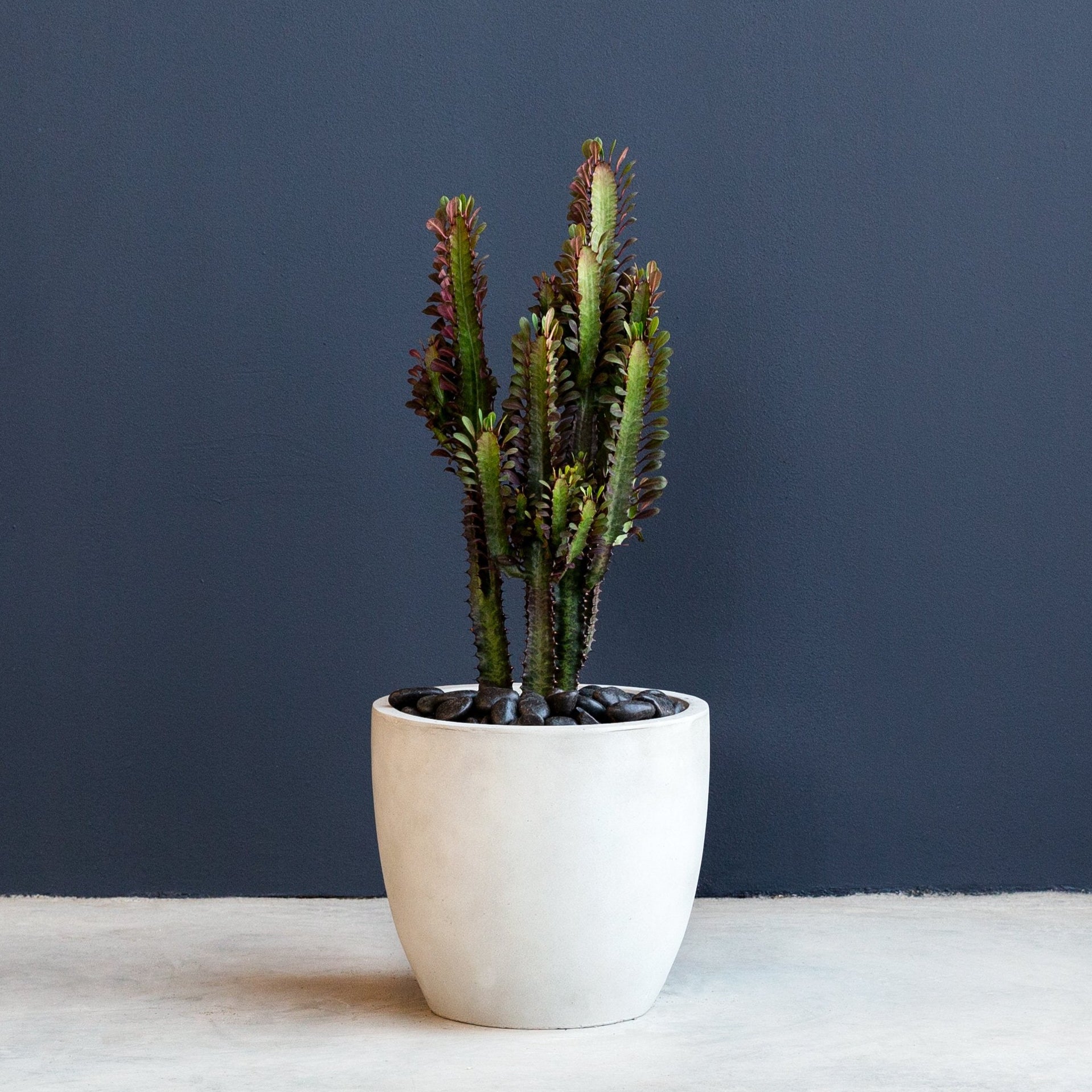 Euphorbia Trigona Ruby