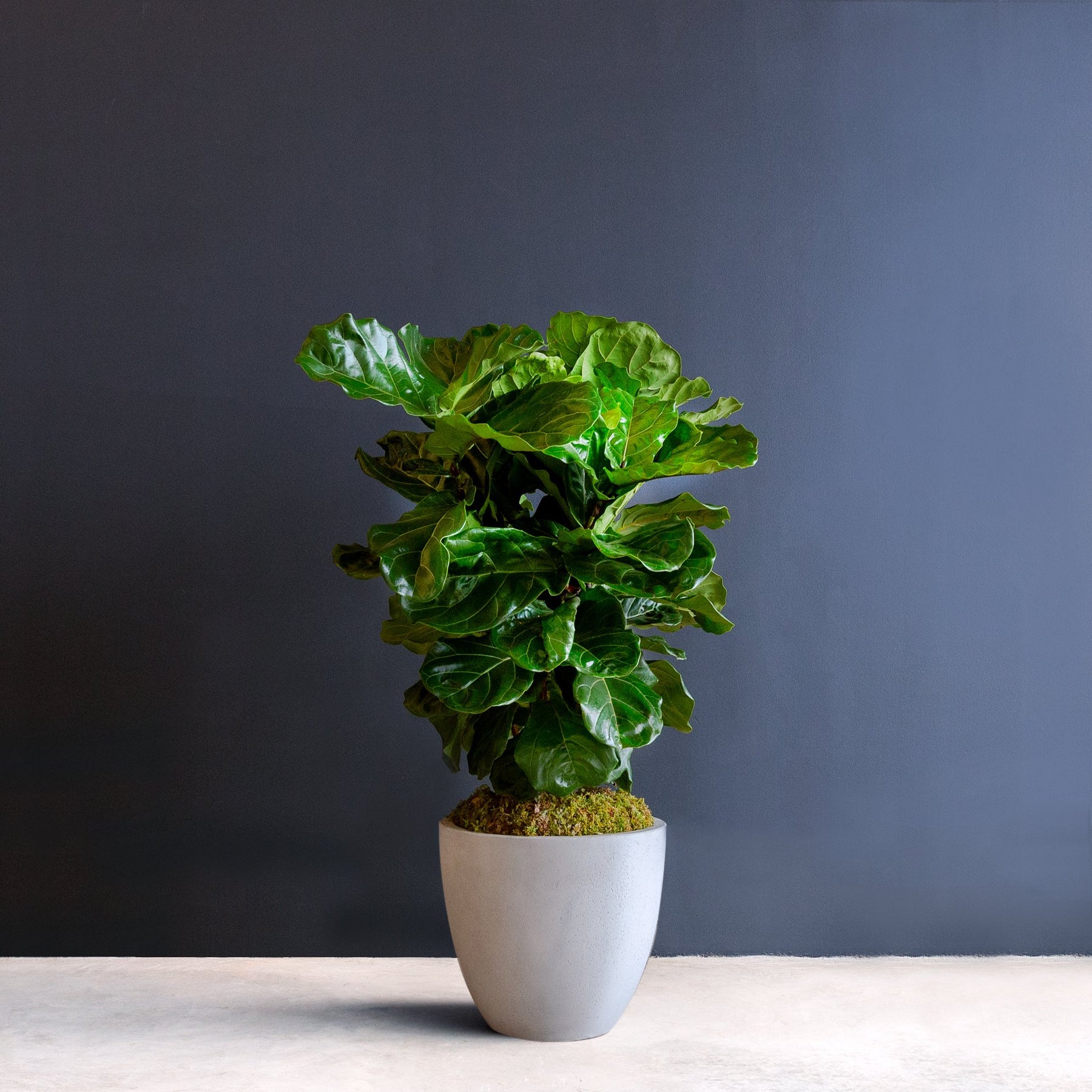 Fiddle Leaf Fig (Ficus Lyrata) — Column – Rolling Greens