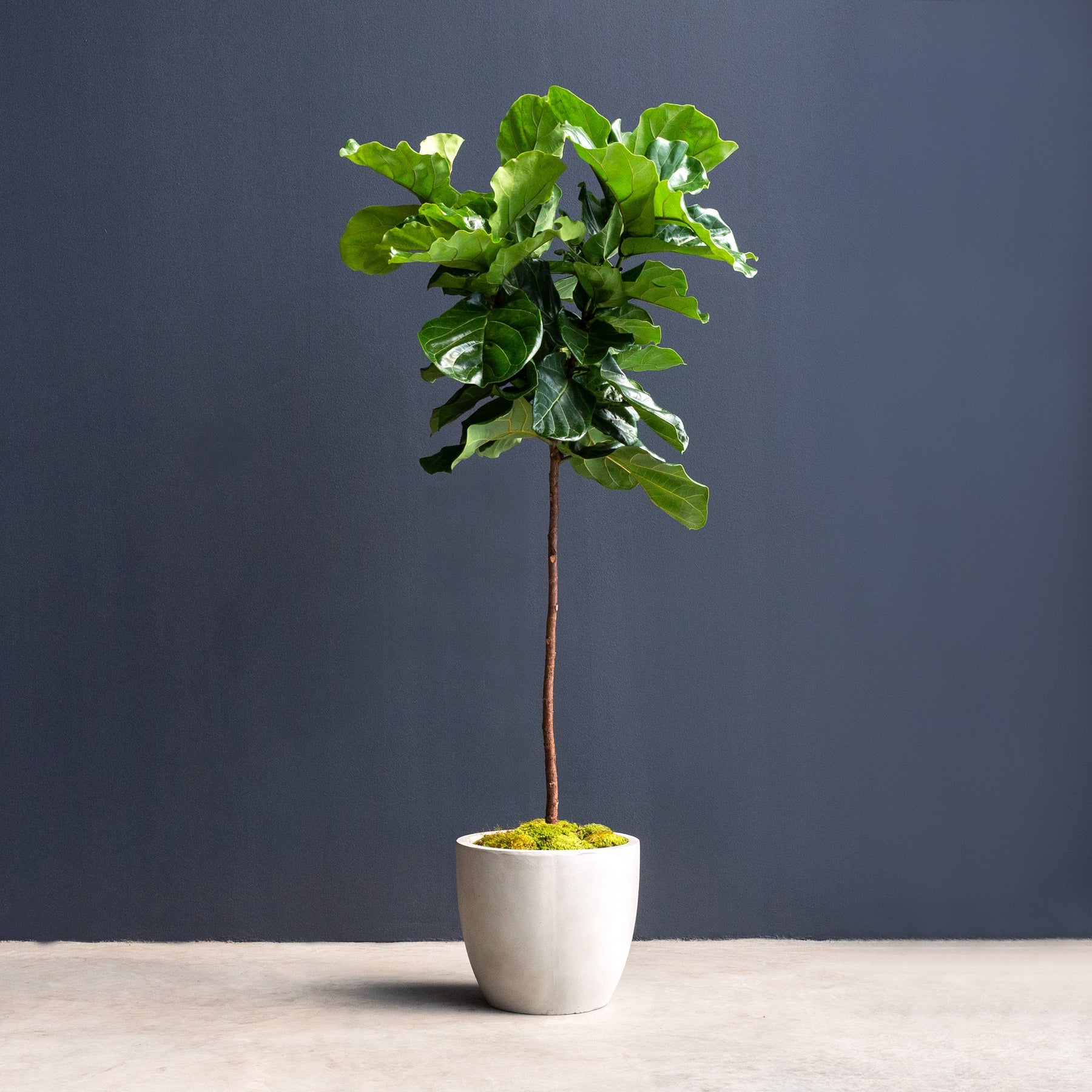 Fiddle Leaf Fig (Ficus Lyrata) — Standard 12 inch – Rolling Greens