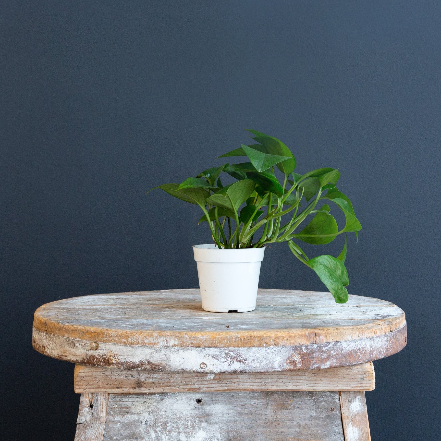 Pothos - Jade (Epipremnum aureum 'Green Jade') – Rolling Greens