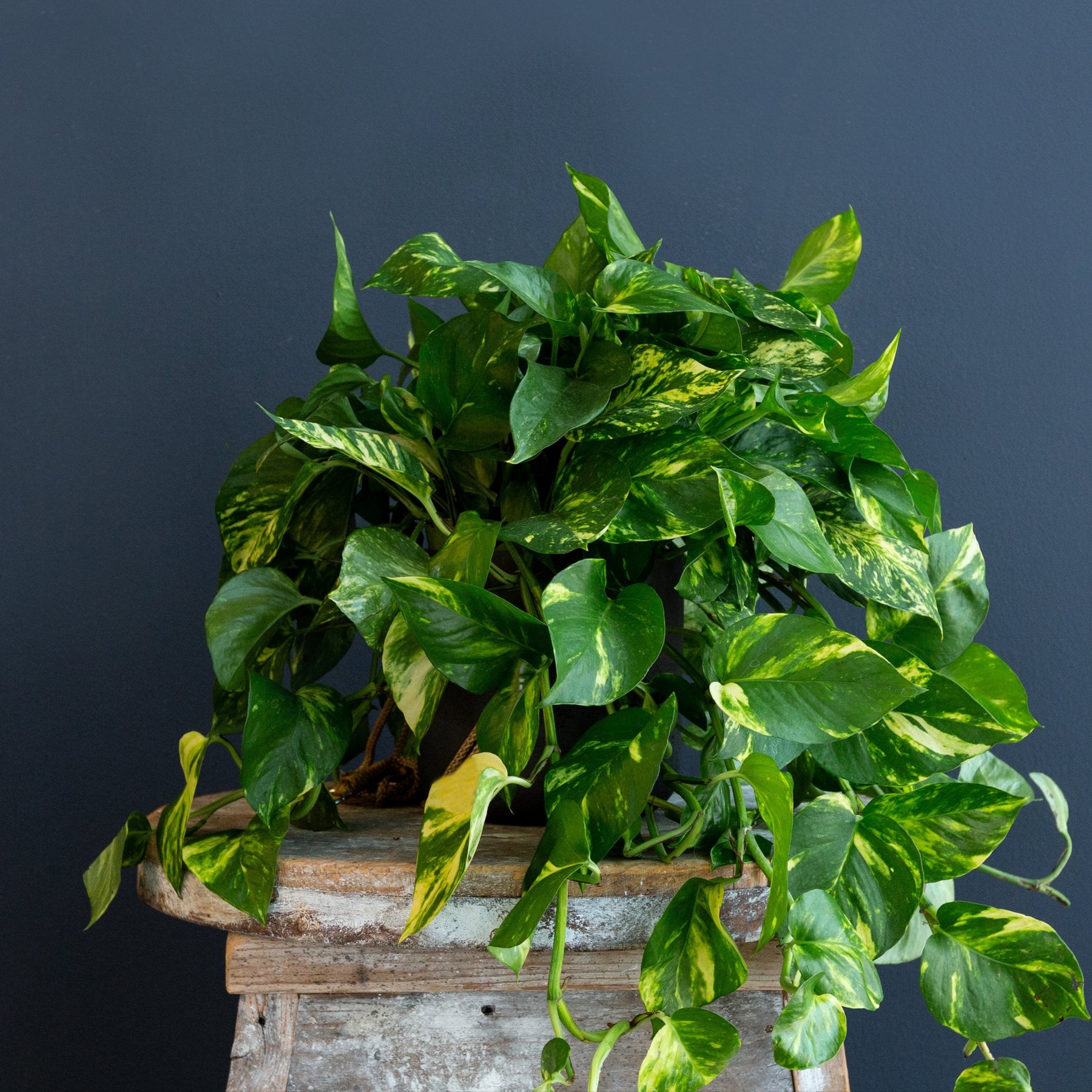 Golden Pothos (Epipremnum Aureum) – Rolling Greens